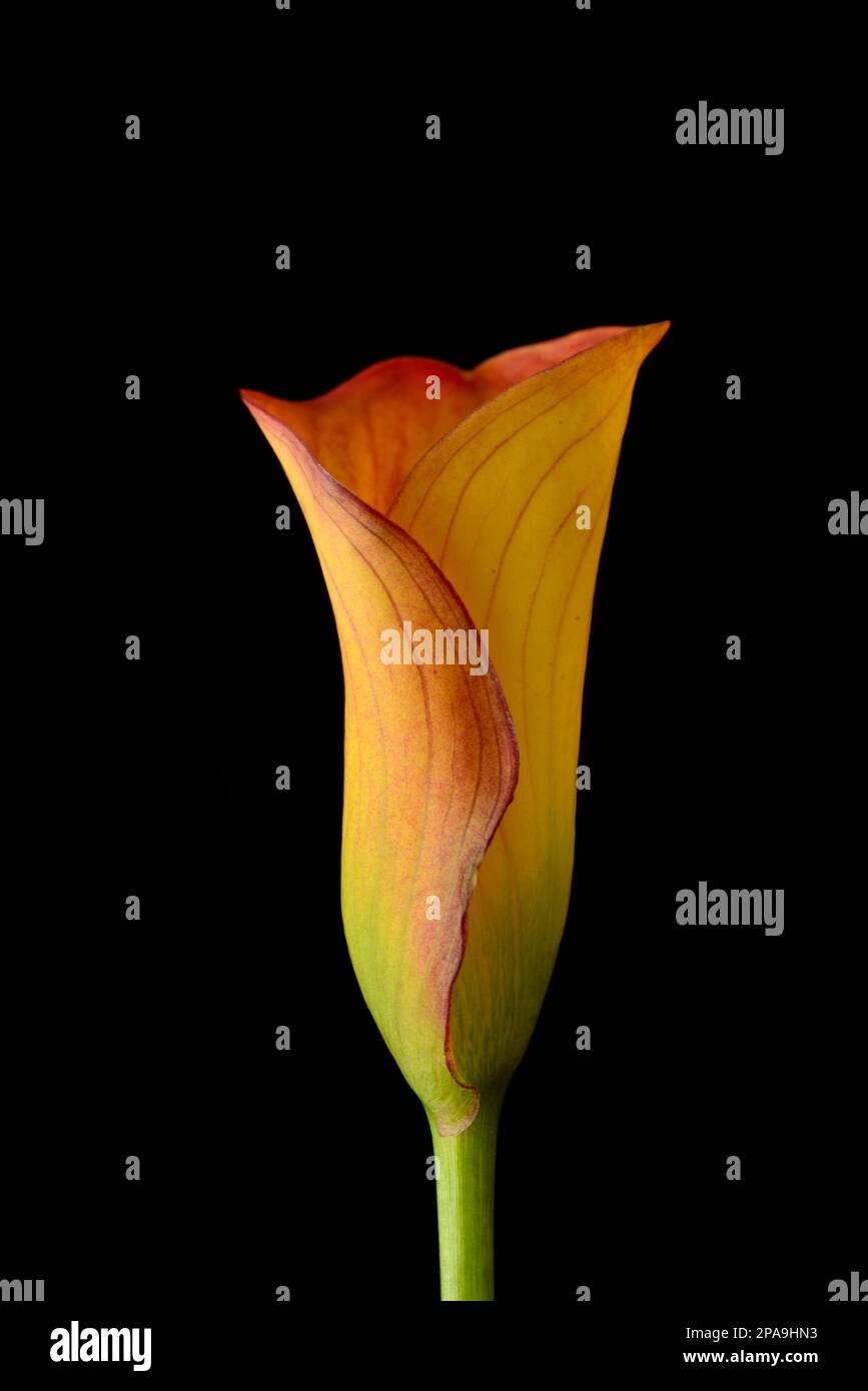 Calla lily black background hi-res stock photography and images - Alamy