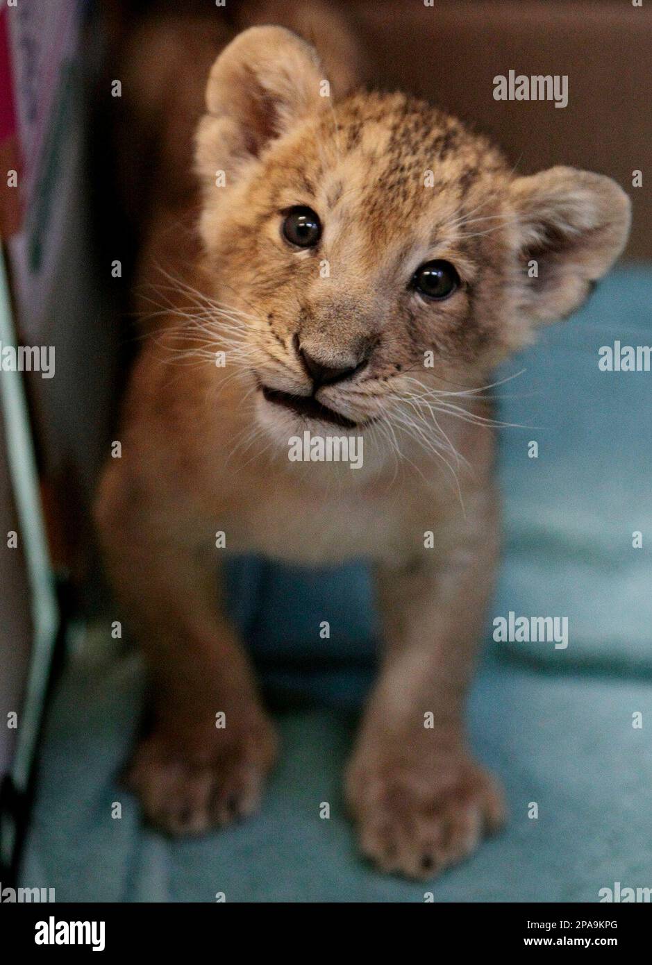 Seven-week-old Indian lion "Raja" waits to be fed milk at the Yokohama ...
