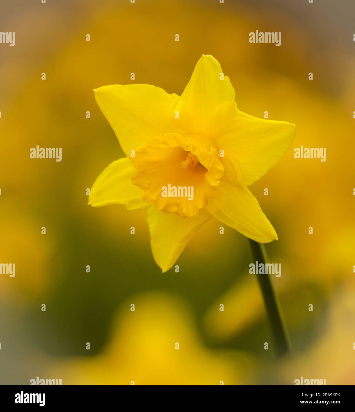 Dafodils hi-res stock photography and images - Alamy