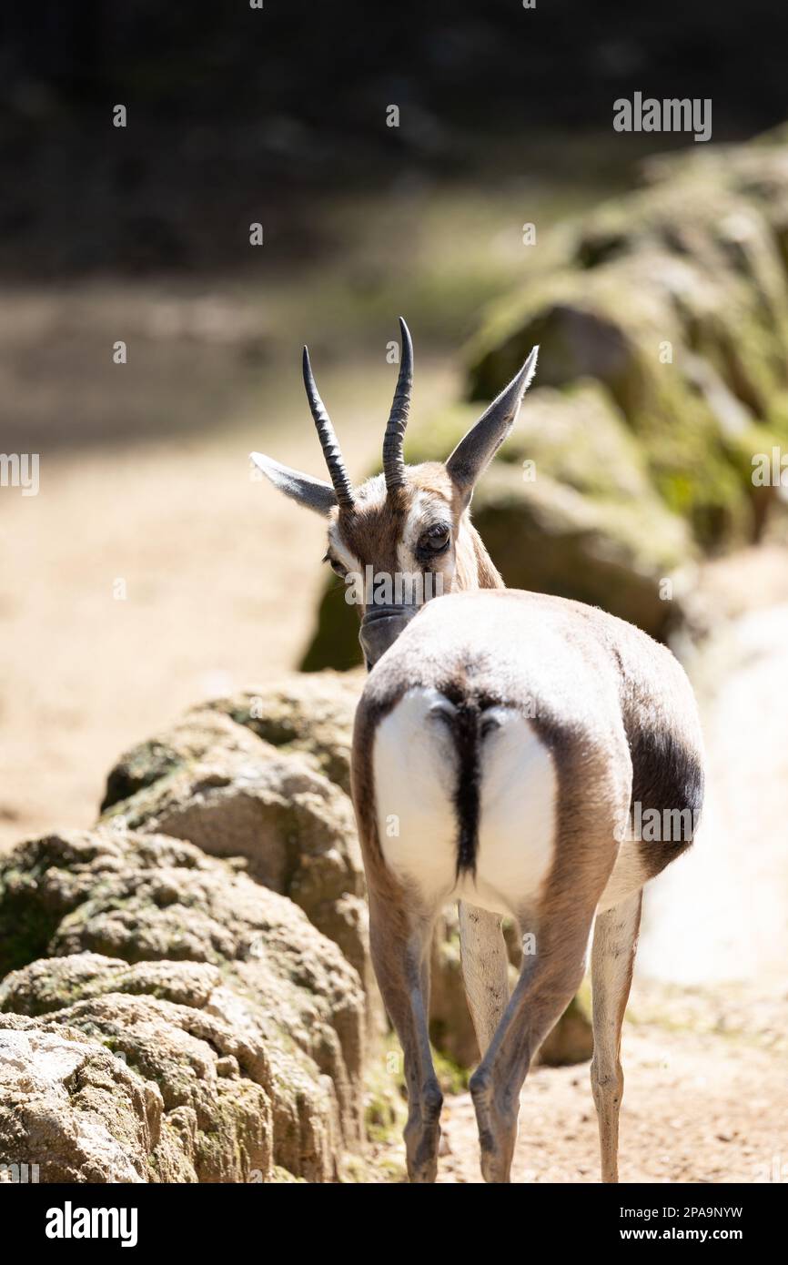 Spekes gazelles hi-res stock photography and images - Alamy