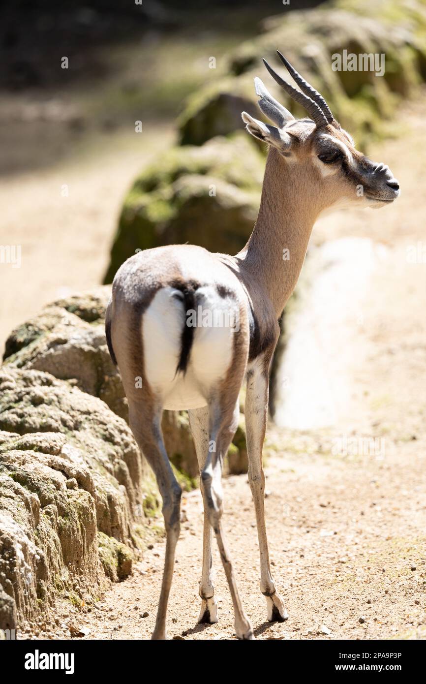 Smallest gazelle hi-res stock photography and images - Alamy