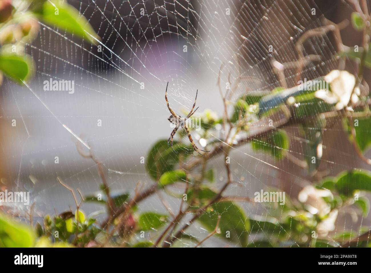 silver spider in a garden in Rio de Janeiro, Brazil Stock Photo - Alamy
