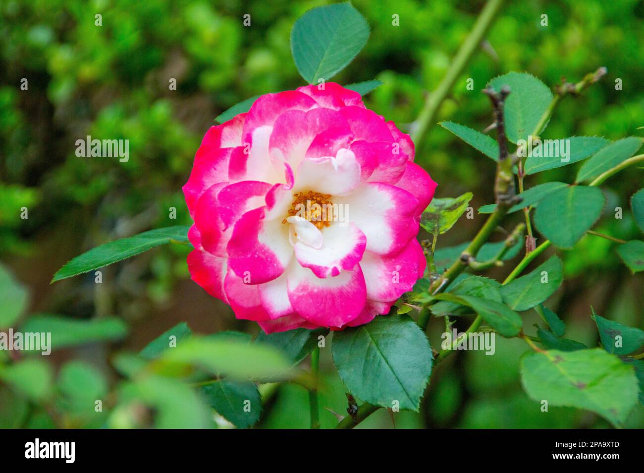 Modern rose garden hi-res stock photography and images - Alamy