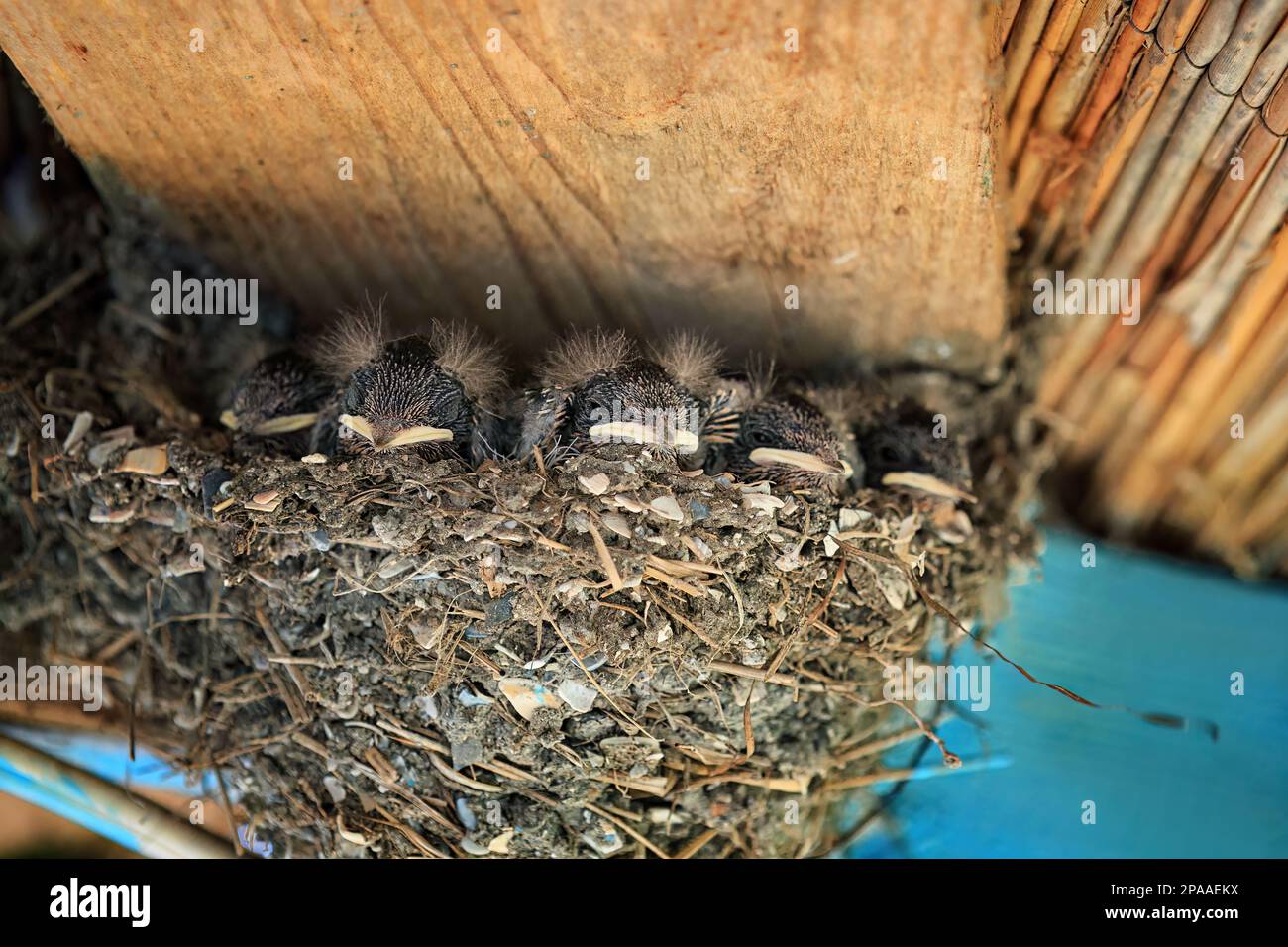 Little swallows in the nest under the roof, close-up Stock Photo - Alamy