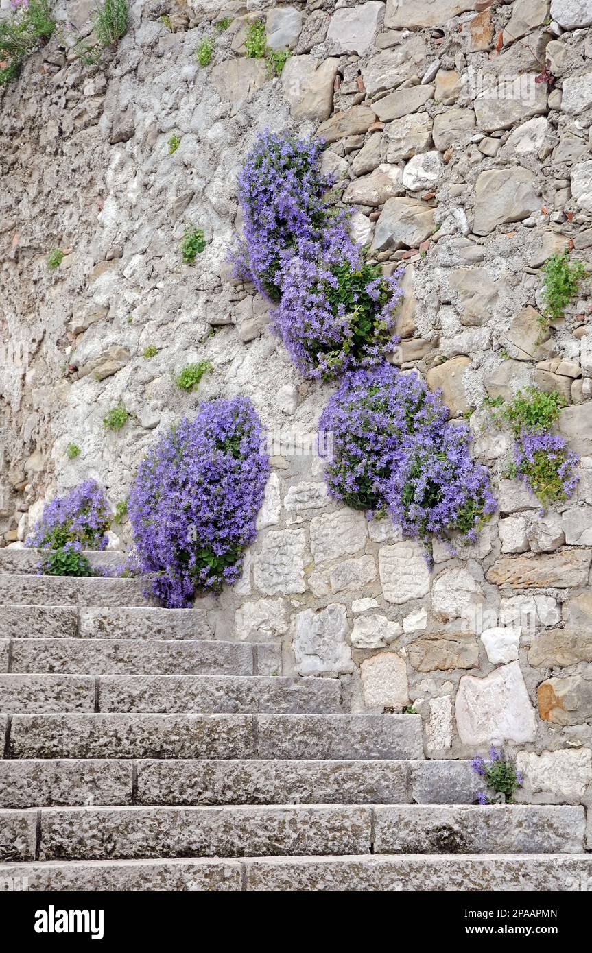 Wall vegetation hi-res stock photography and images - Alamy