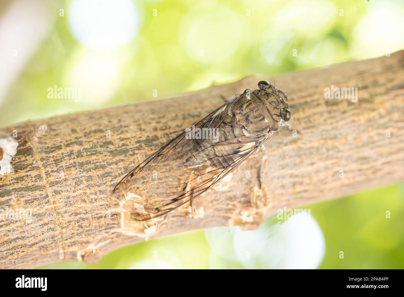 Cicada (Cicadidae) resting on a tree branch. Macro photography Stock Photo - Alamy