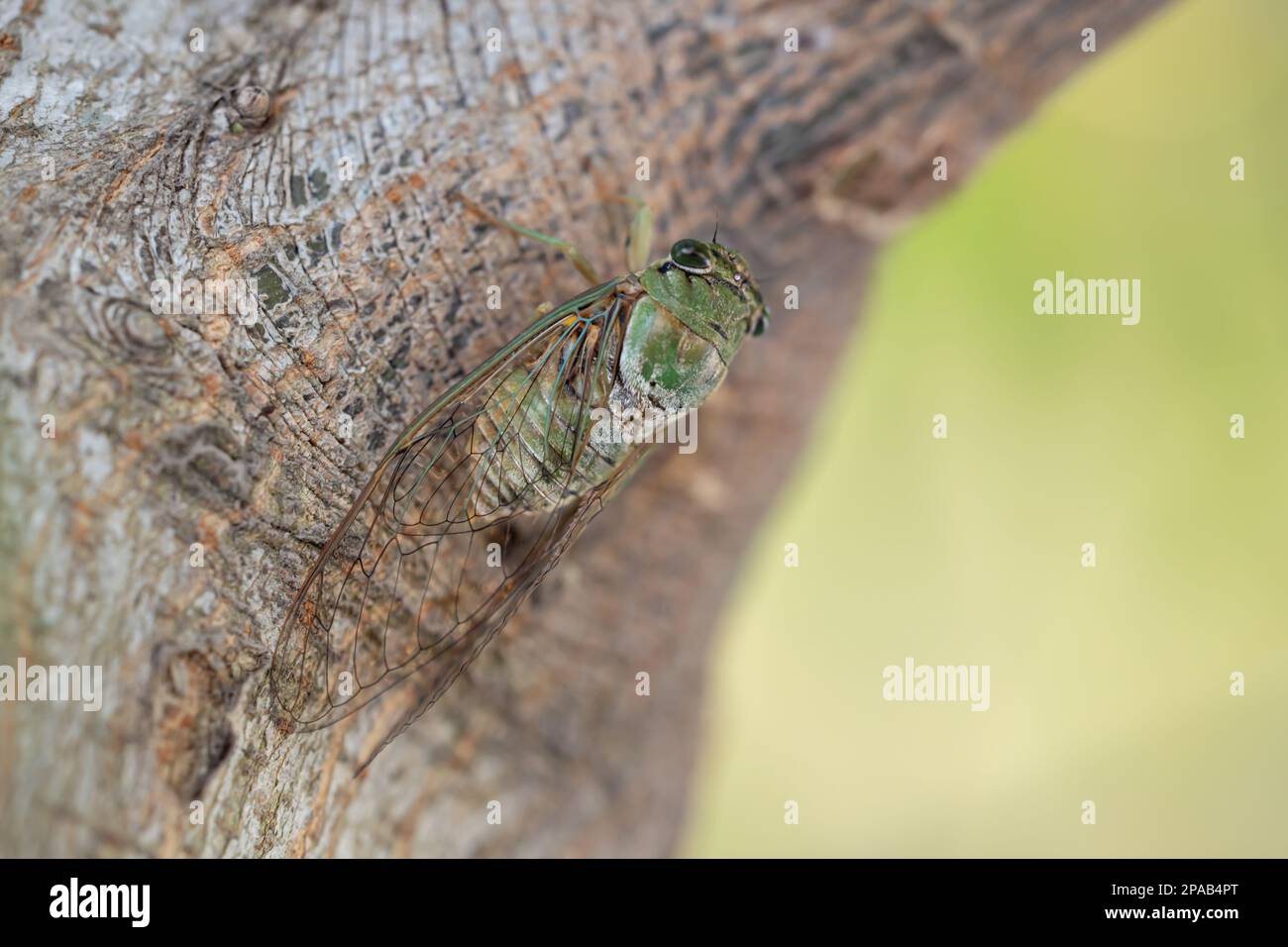 Cicada (Cicadidae) resting on the trunk of a tree. Macro photography ...
