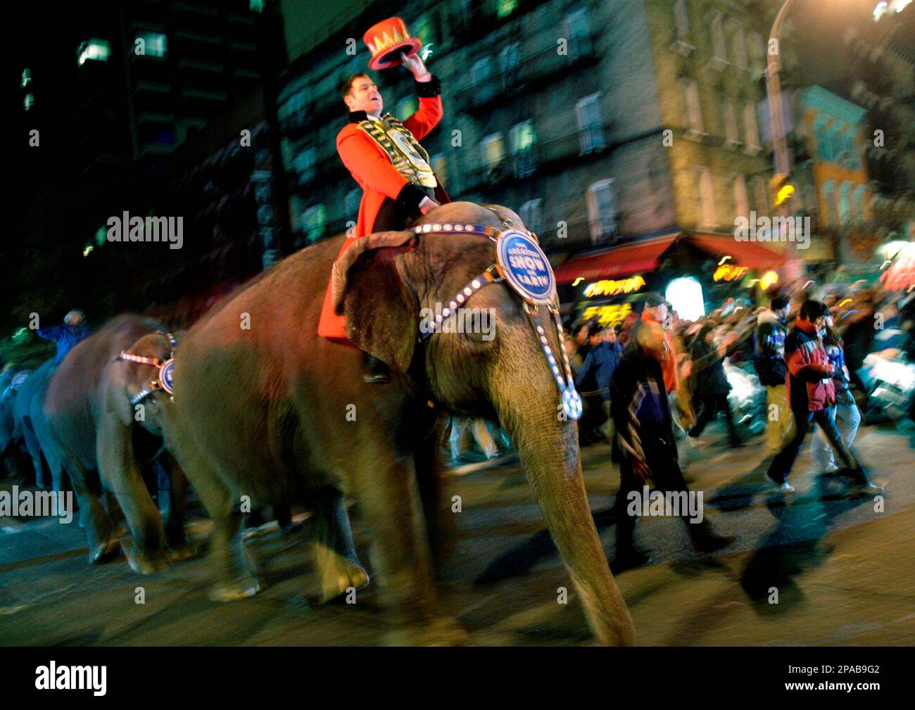 Elephants walk through the streets of Manhattan on their way to Madison ...
