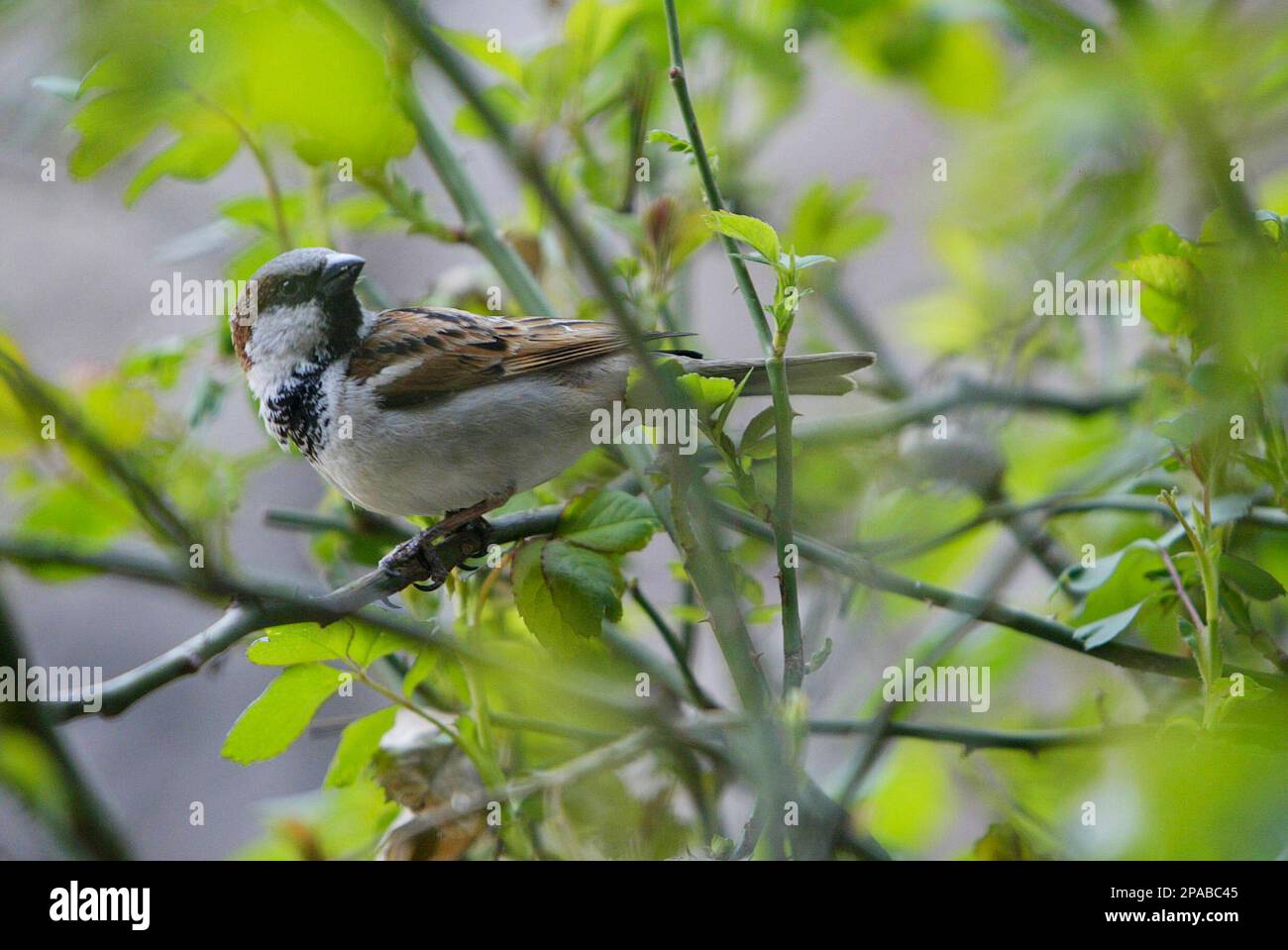 A bird rests on a tree as spring arrives after a long spell of winter ...