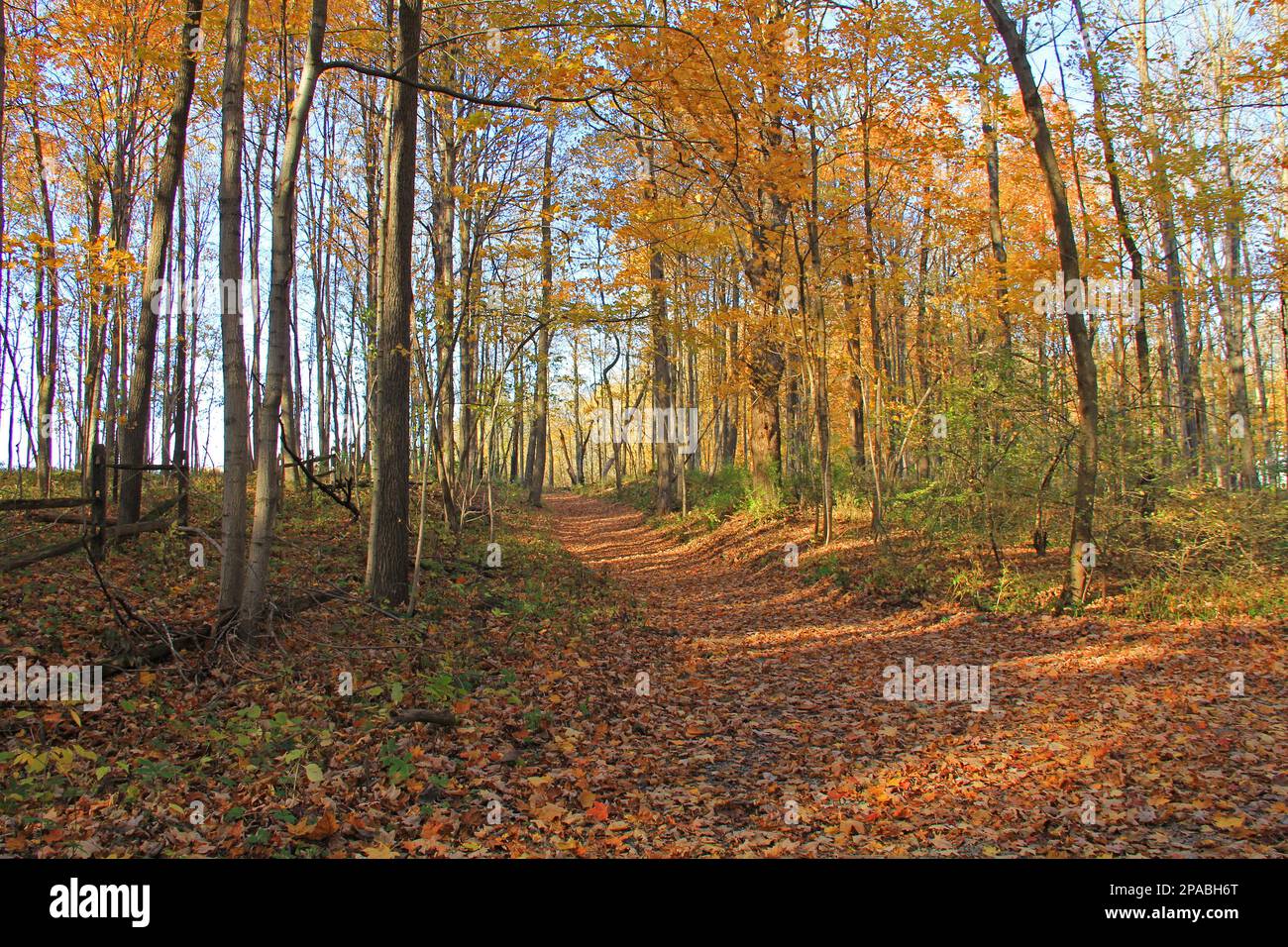 Fall leaves along a path through the woods of an Indiana Park Stock ...