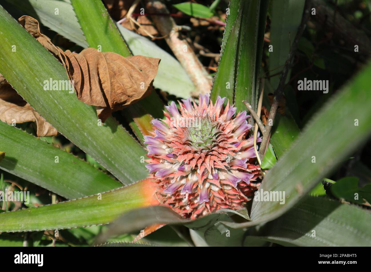 Individual pineapple flowers hi-res stock photography and images - Alamy