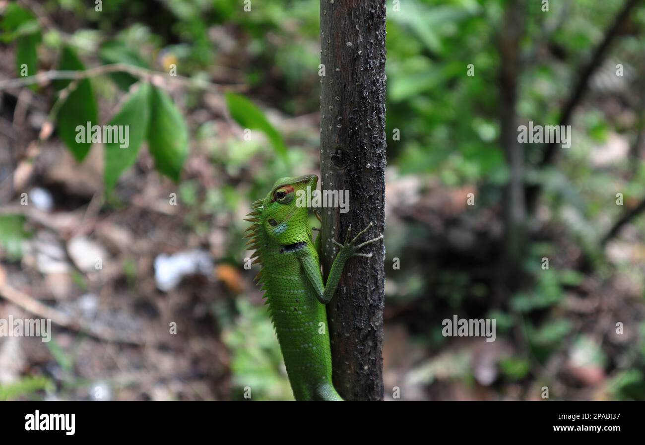 A Calotes Calotes lizard is staring while on a dry stem vertically by ...