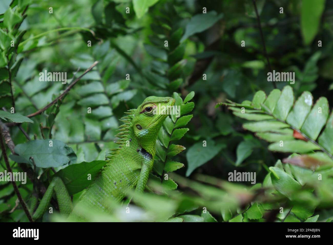 Lizard elevated head hi-res stock photography and images - Alamy