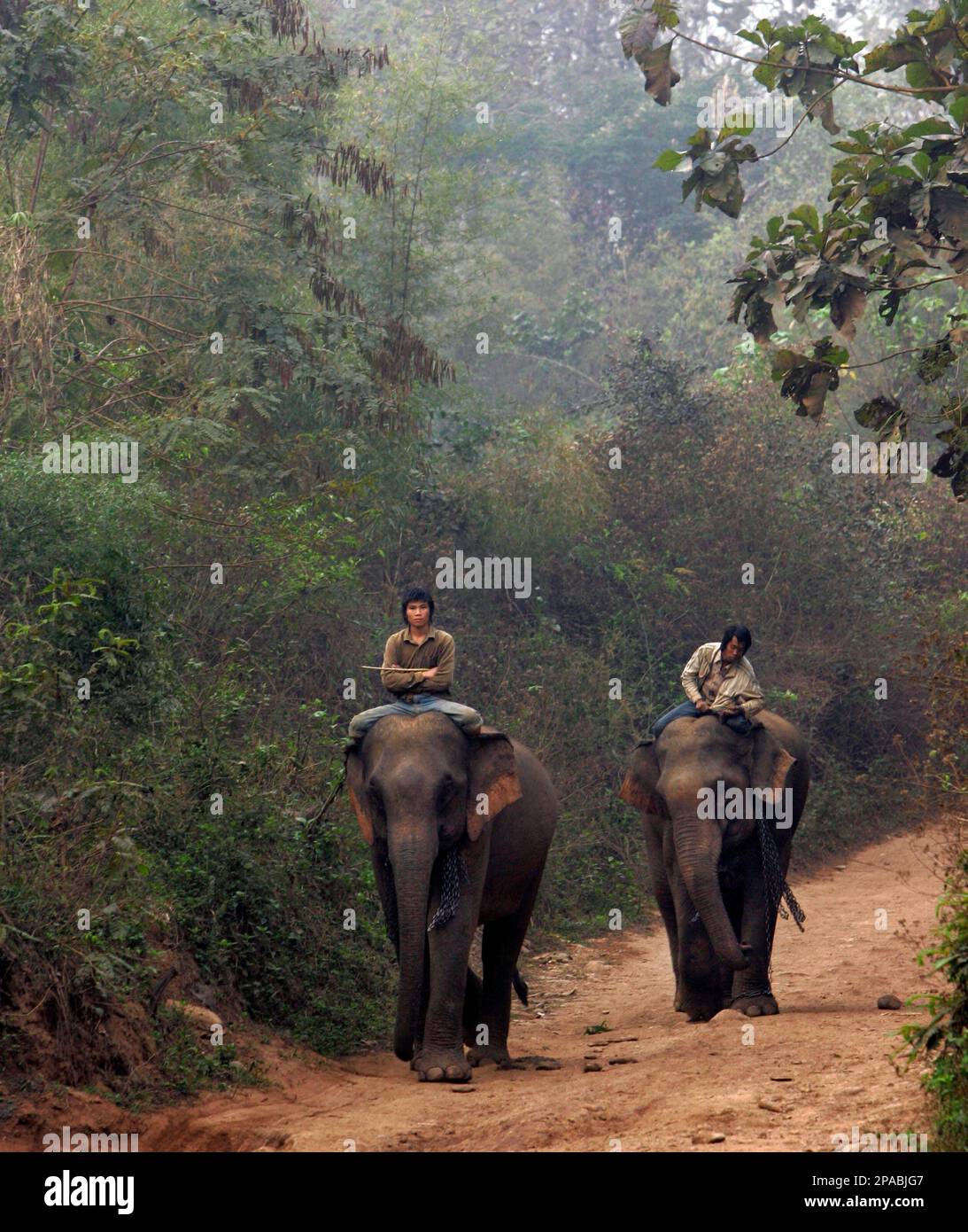 Laotian mahouts ride their elephants in the jungle at the second annual ...
