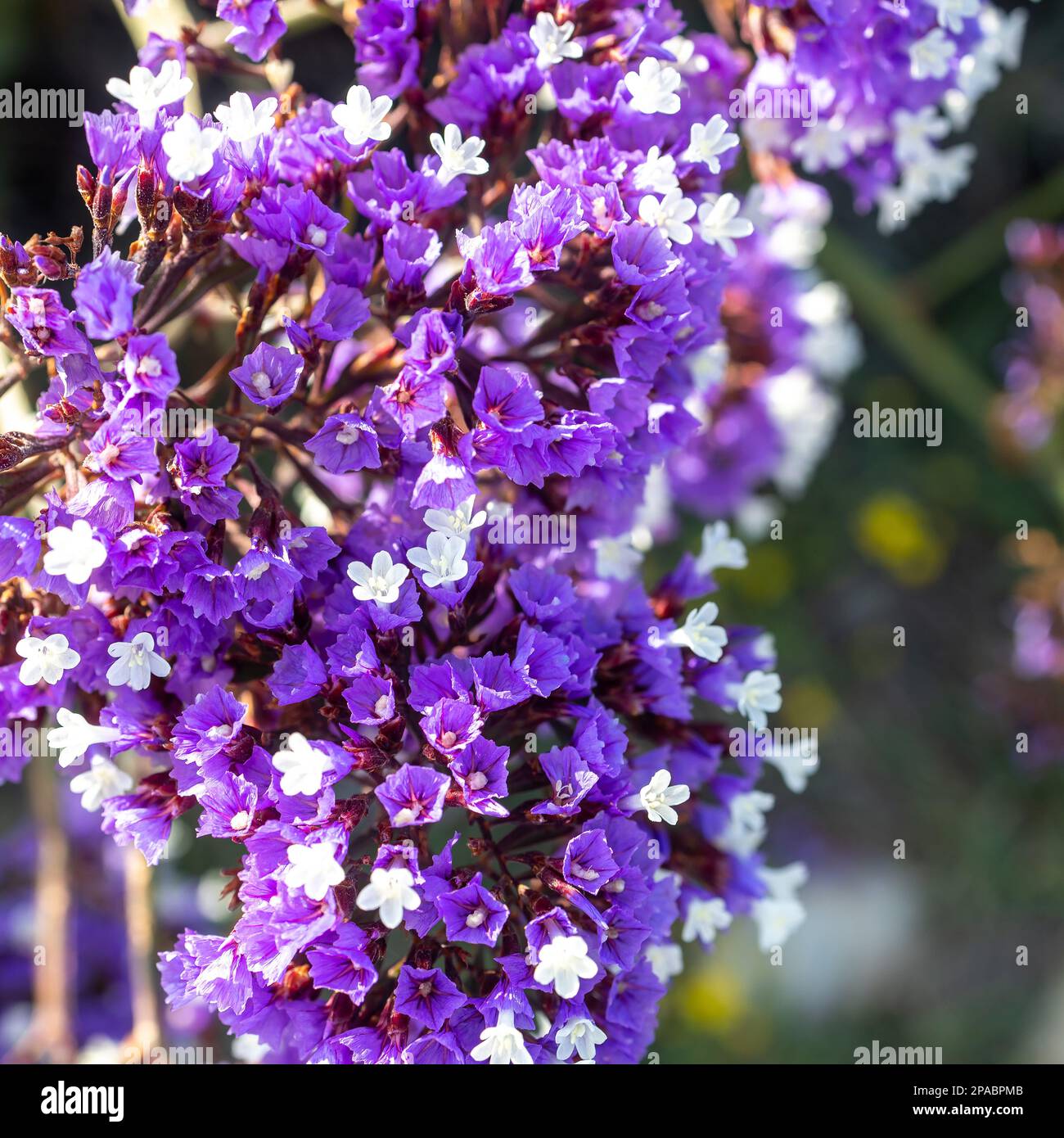 Limonium sinuatum, commonly known as wavyleaf sea lavender, statice ...
