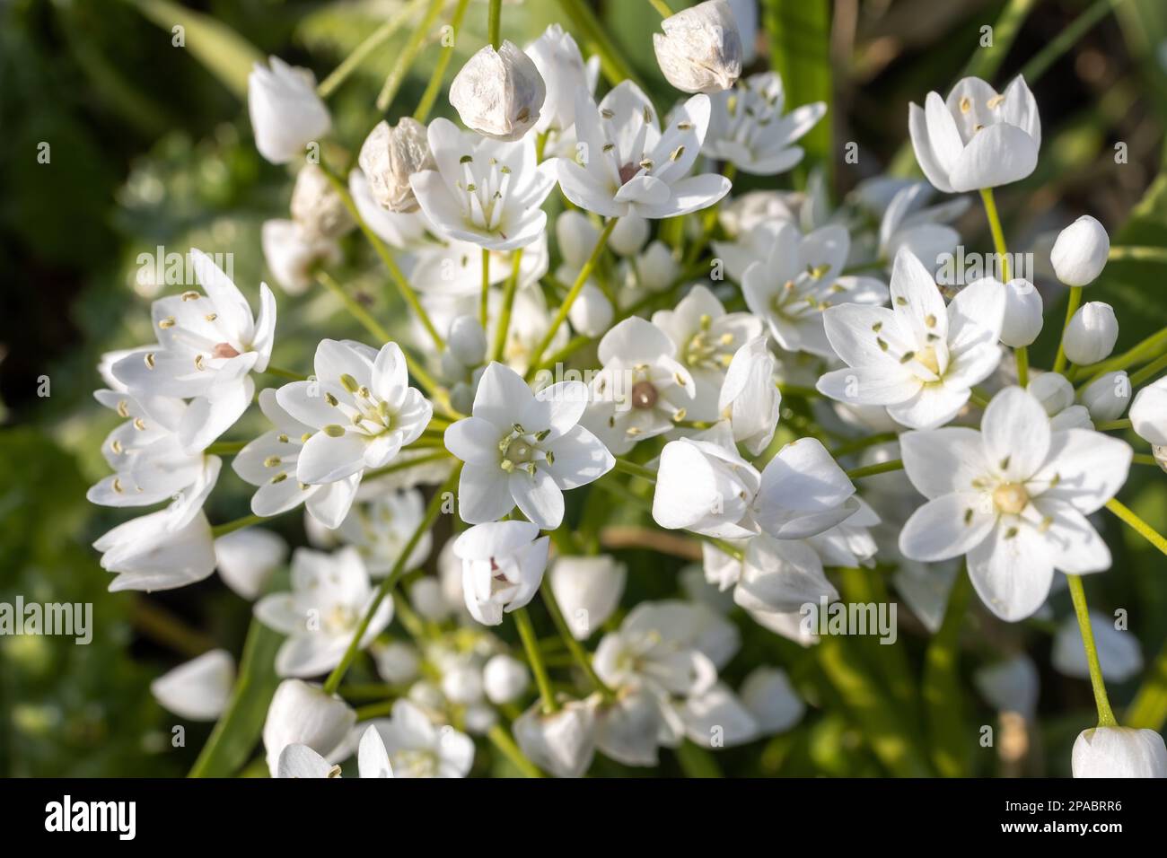 Paronychia argentea is an herbaceous plant from the family ...