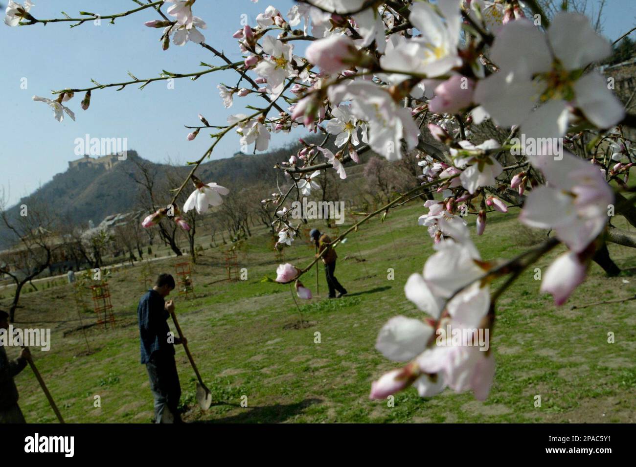 Kashmiri gardeners work in an orchard as spring arrives after a long ...
