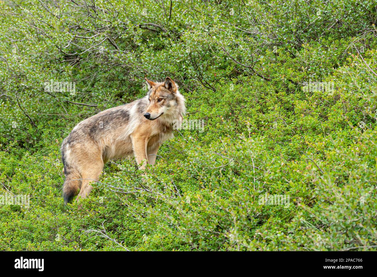 Denali state park and preserve hi-res stock photography and images - Alamy
