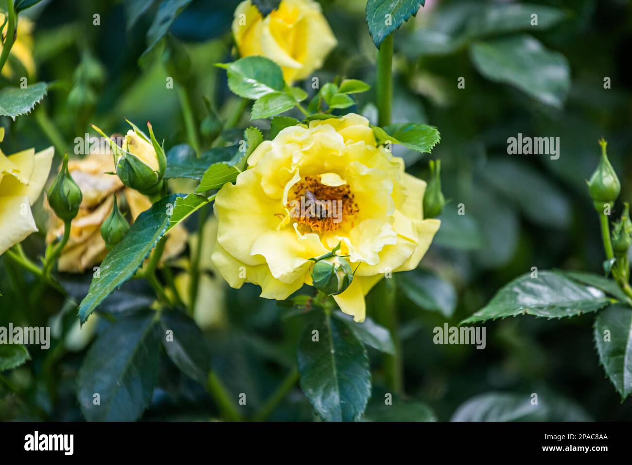 Rose sting hi-res stock photography and images - Alamy