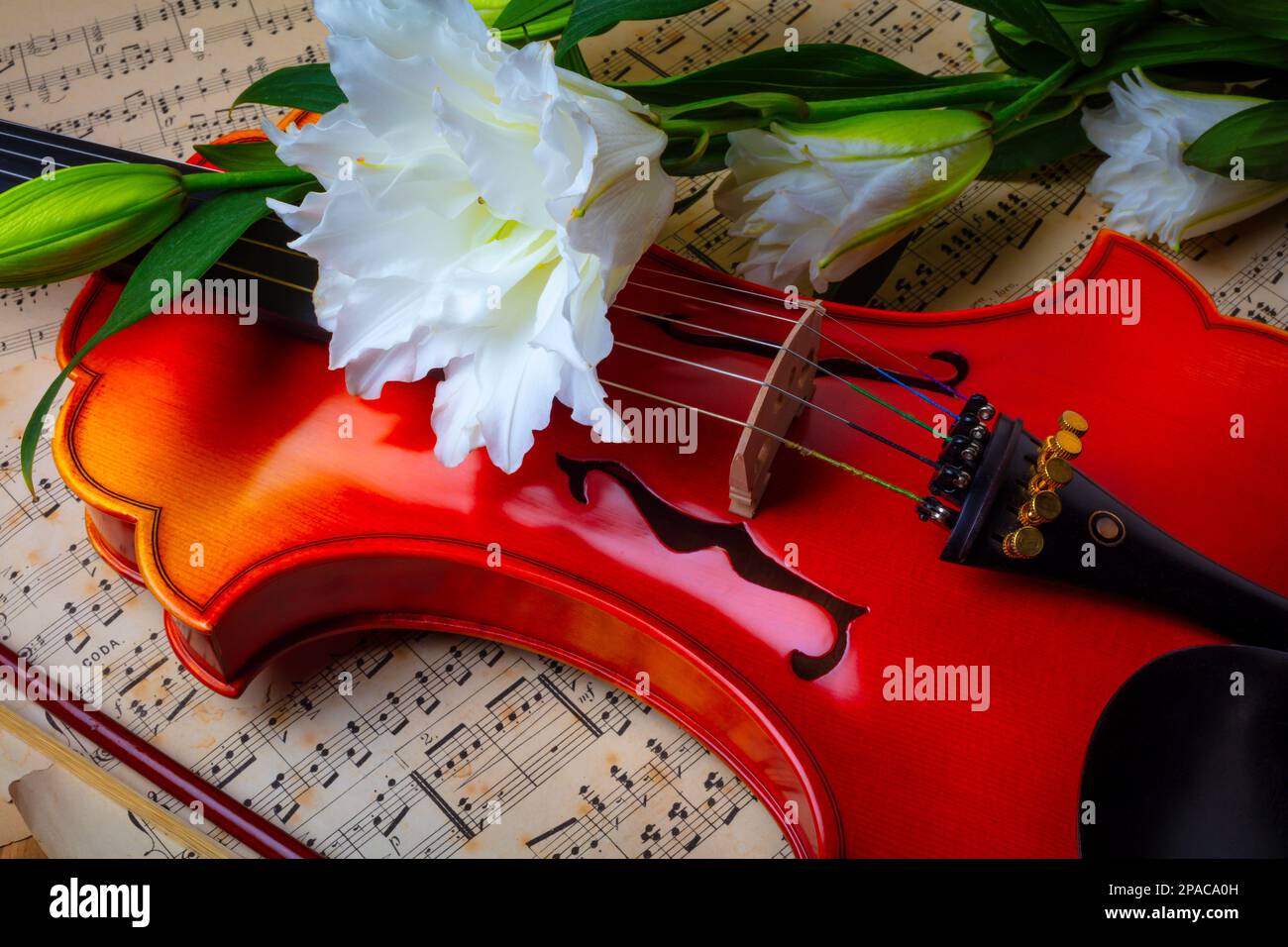 Baroque Violin And Oriental lilies Still Life,white,flower,flowers ...