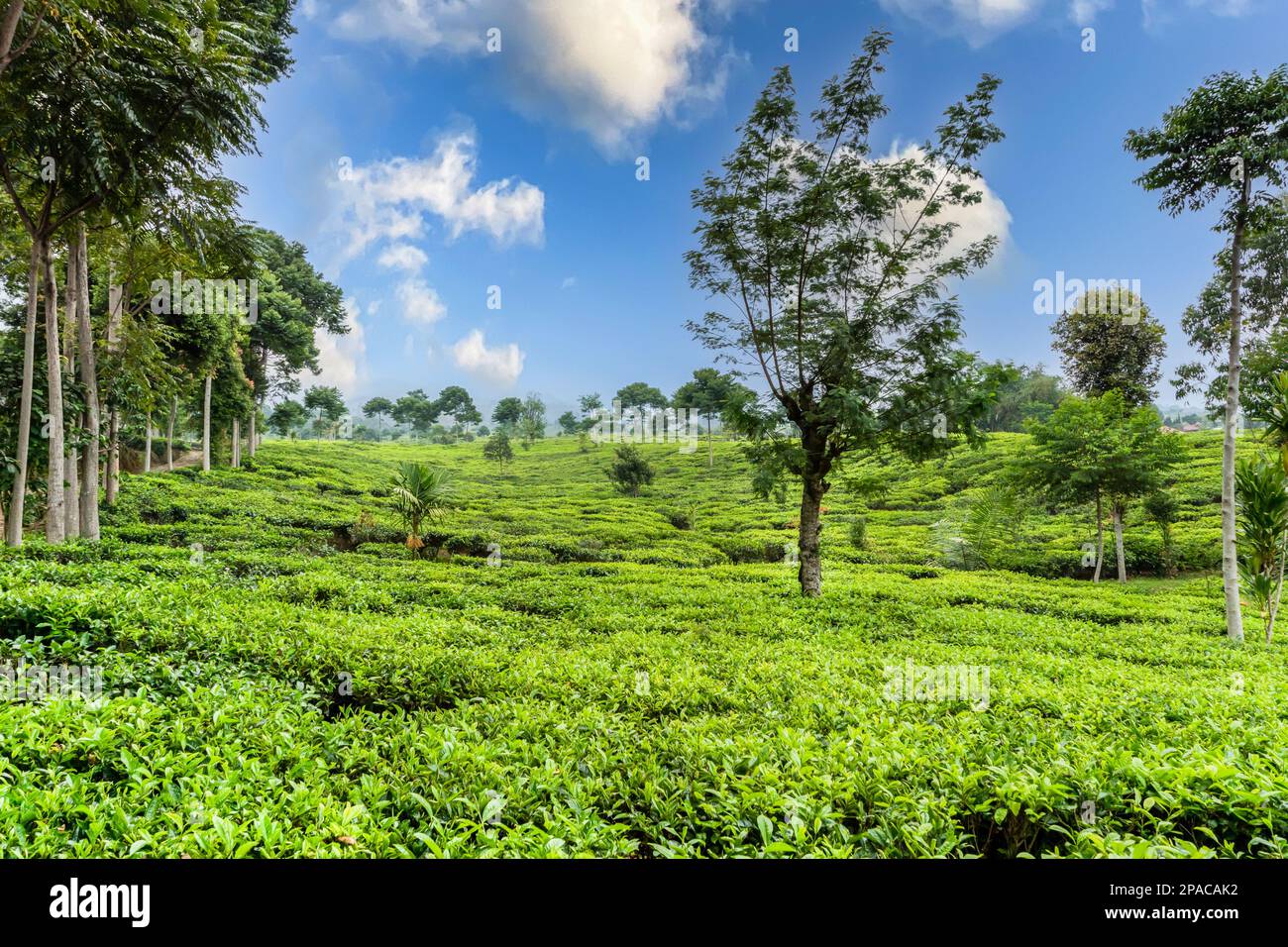 Tea plantation landscape on a sunny day in Indonesia, Java, South East ...
