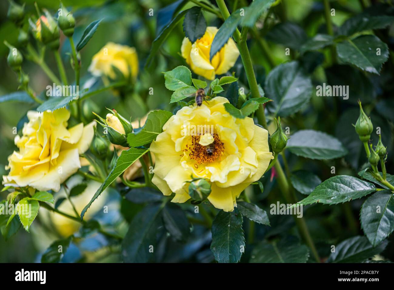 Rose sting hi-res stock photography and images - Alamy