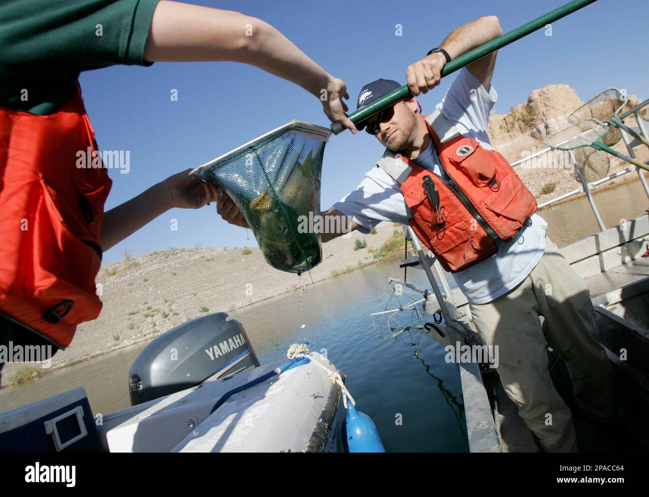 Biologist John Umek, right, hands over electrically stunned fish to ...