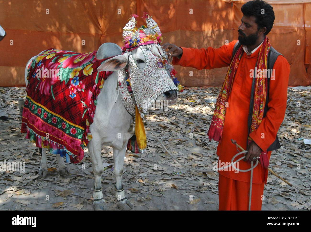 Toni Baba, 37, decorates his cow before taking it through the streets ...