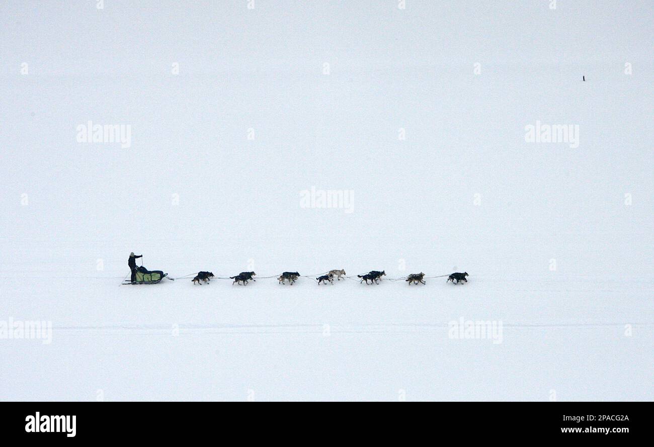 An Iditarod Trail Sled Dog Race musher drives his team down the Yukon ...