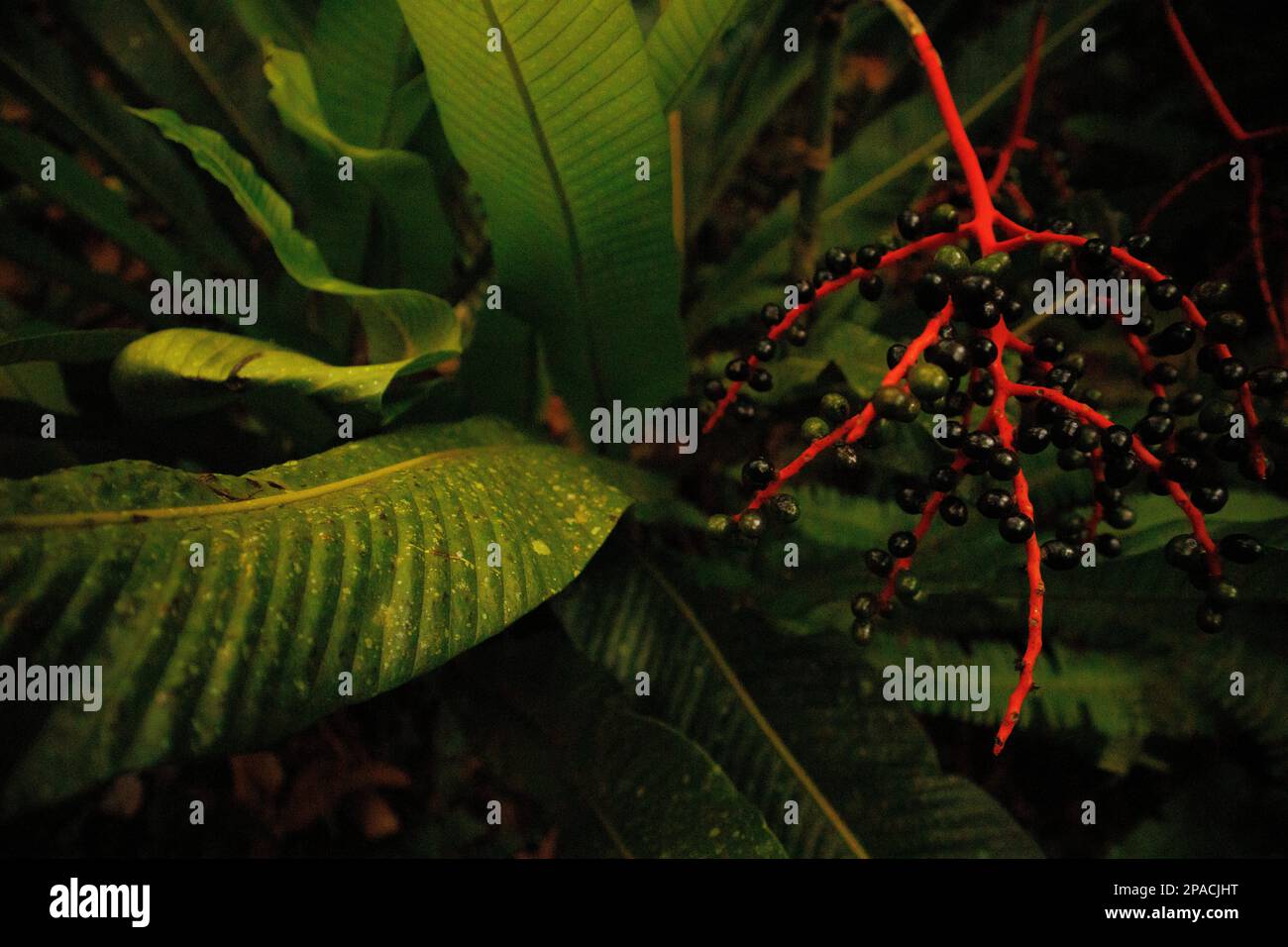 Tepejilote palm hi-res stock photography and images - Alamy