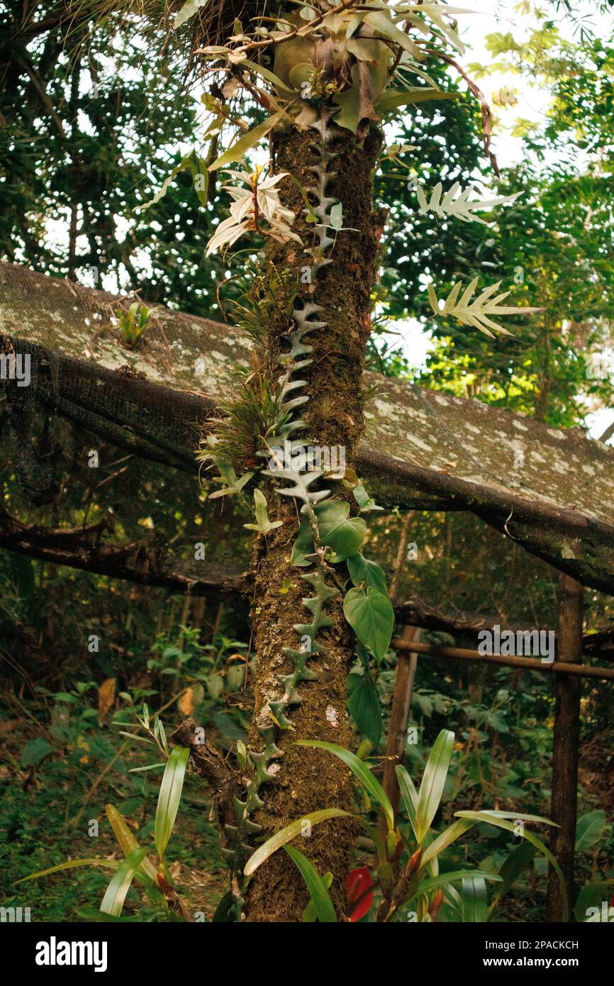 Tree with vine in botanical garden Stock Photo - Alamy