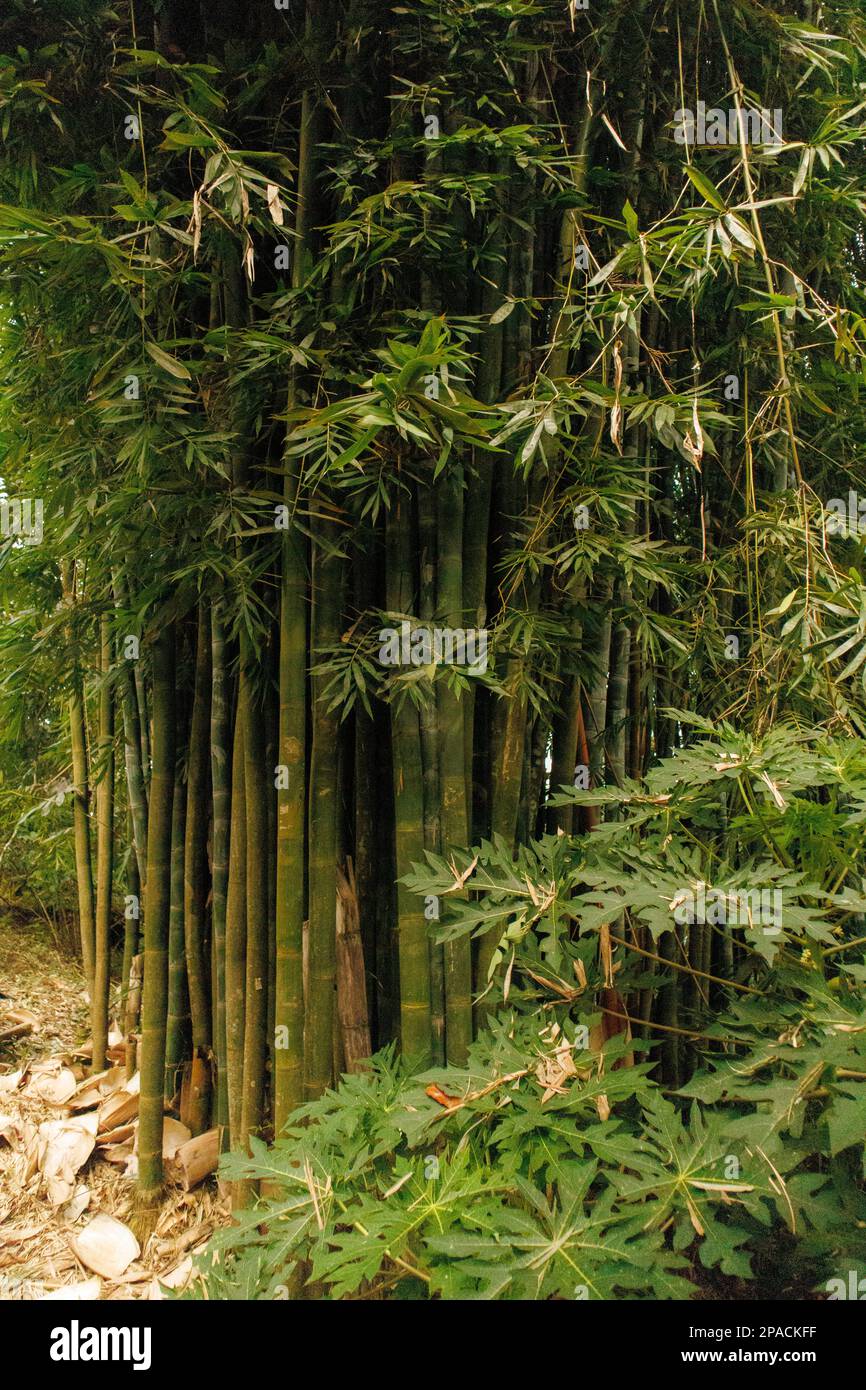 Bamboo plants "the plant of a thousand uses" in a botanical garden ...