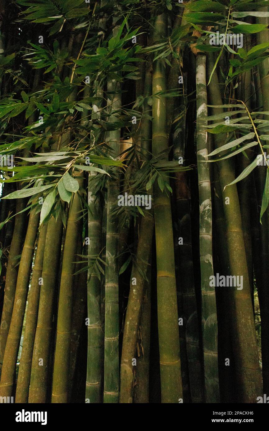 Bamboo plants "the plant of a thousand uses" in a botanical garden ...