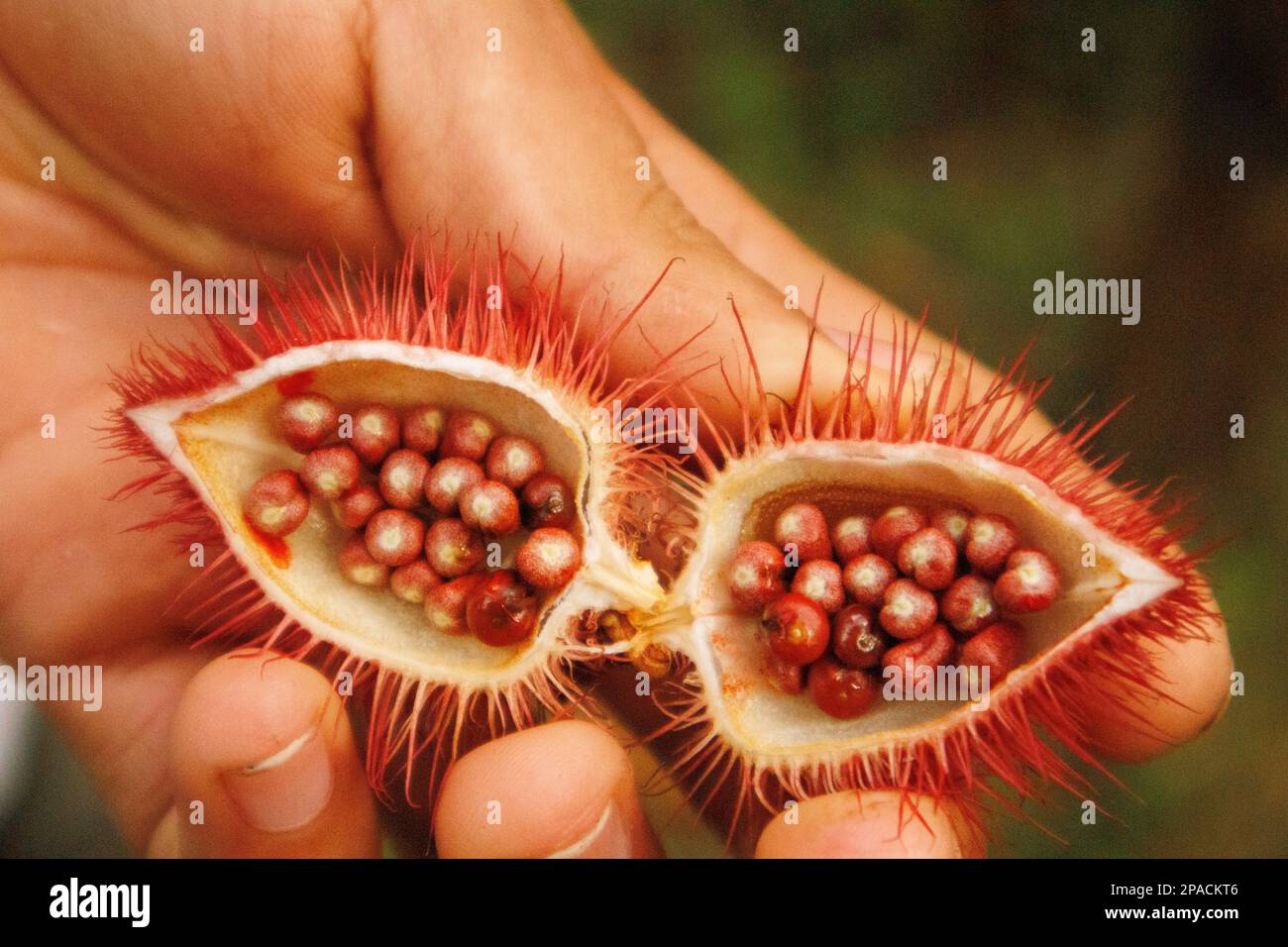 Achiote fruit used in traditional Mexican cuisine Stock Photo - Alamy