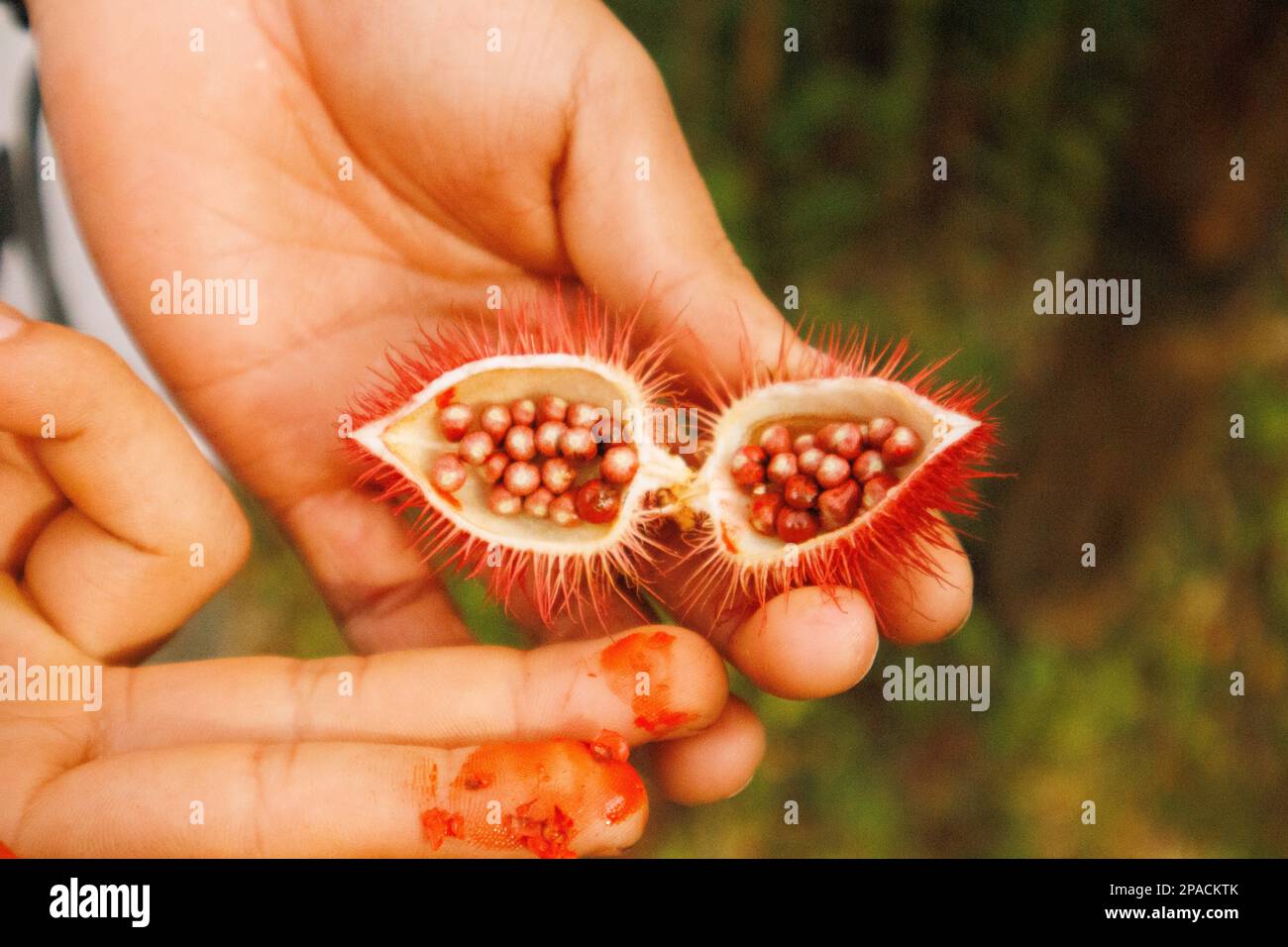 Achiote fruit used in traditional Mexican cuisine Stock Photo - Alamy
