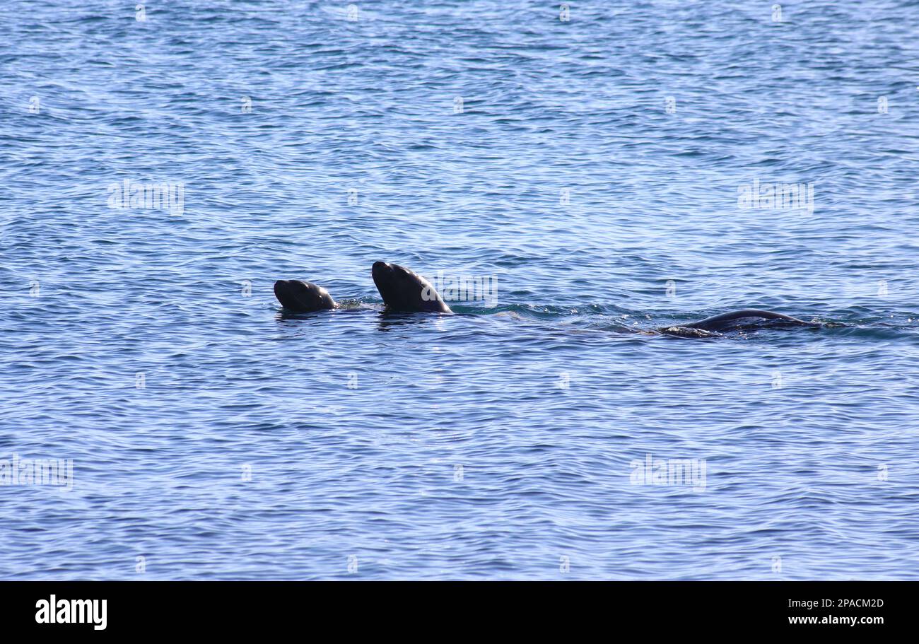Bob of seals hi-res stock photography and images - Alamy