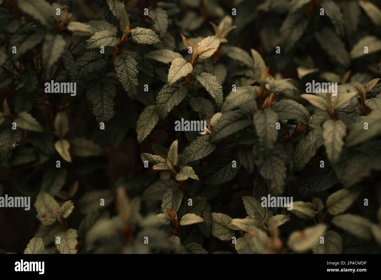 Green leaves, bush and plants forest wallpaper, azalea tree, green ...