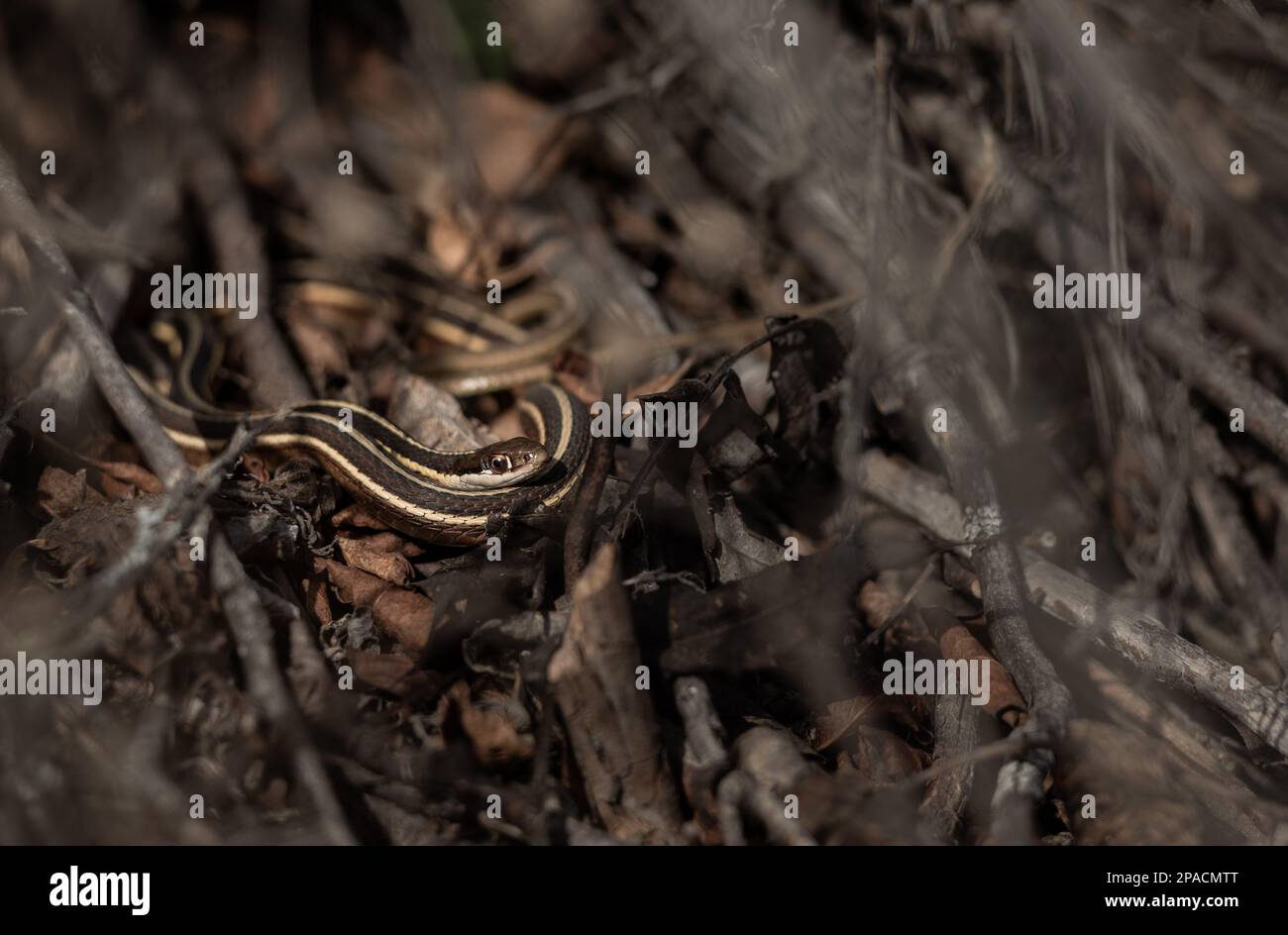 Eastern ribbon snake enjoying a patch of spring sun in Massachusetts ...