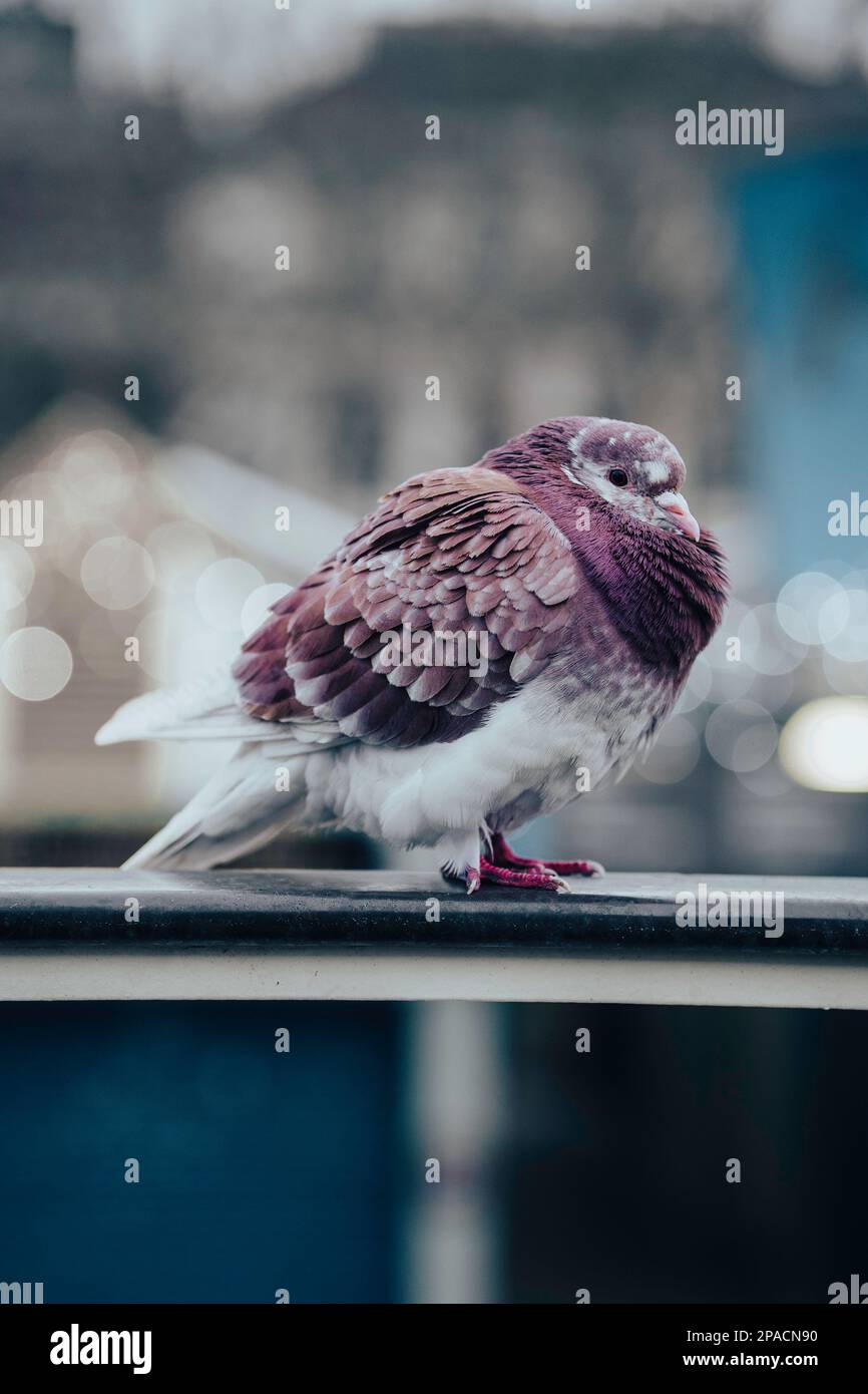 Close up photo of a white pigeon with purple feathers, city bird urban ...