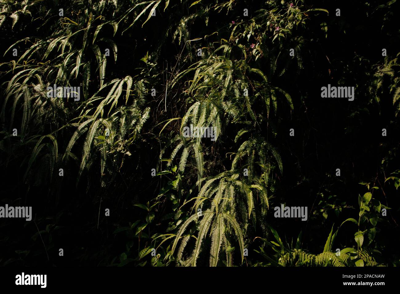 Pteridofitas Pteridophyte Plant Hi Res Stock Photography And Images