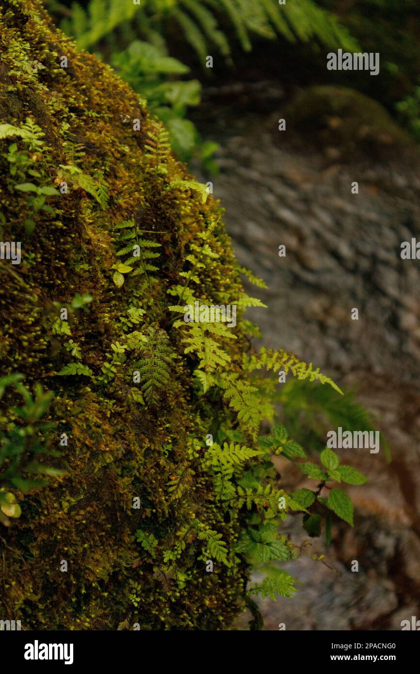 Ferns near a river in Cuetzalan Stock Photo - Alamy