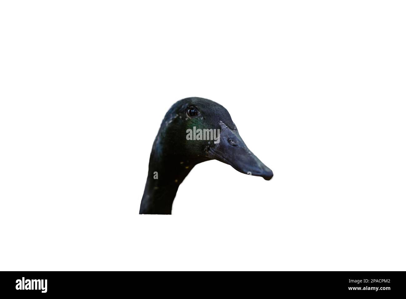 Portrait cute colorful mallard Cut Out Stock Images & Pictures - Alamy