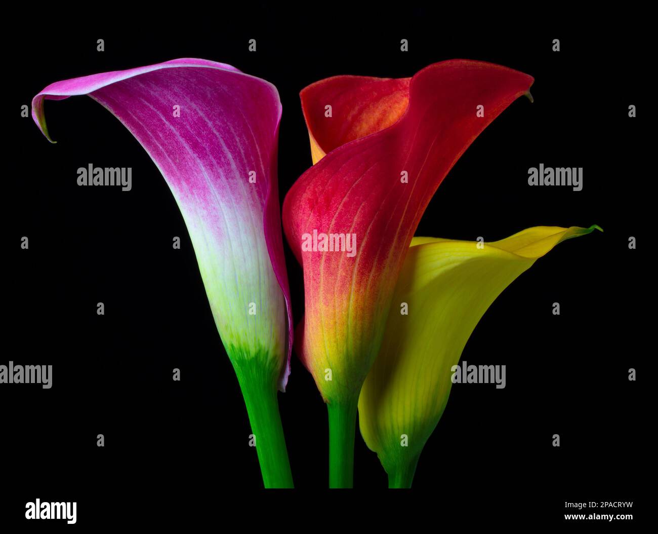 Distinctive bright colors hi-res stock photography and images - Alamy