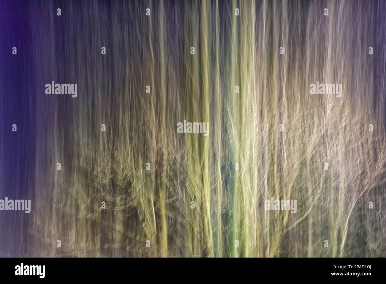 Motion abstract created by taking a photograph of young trees at night ...