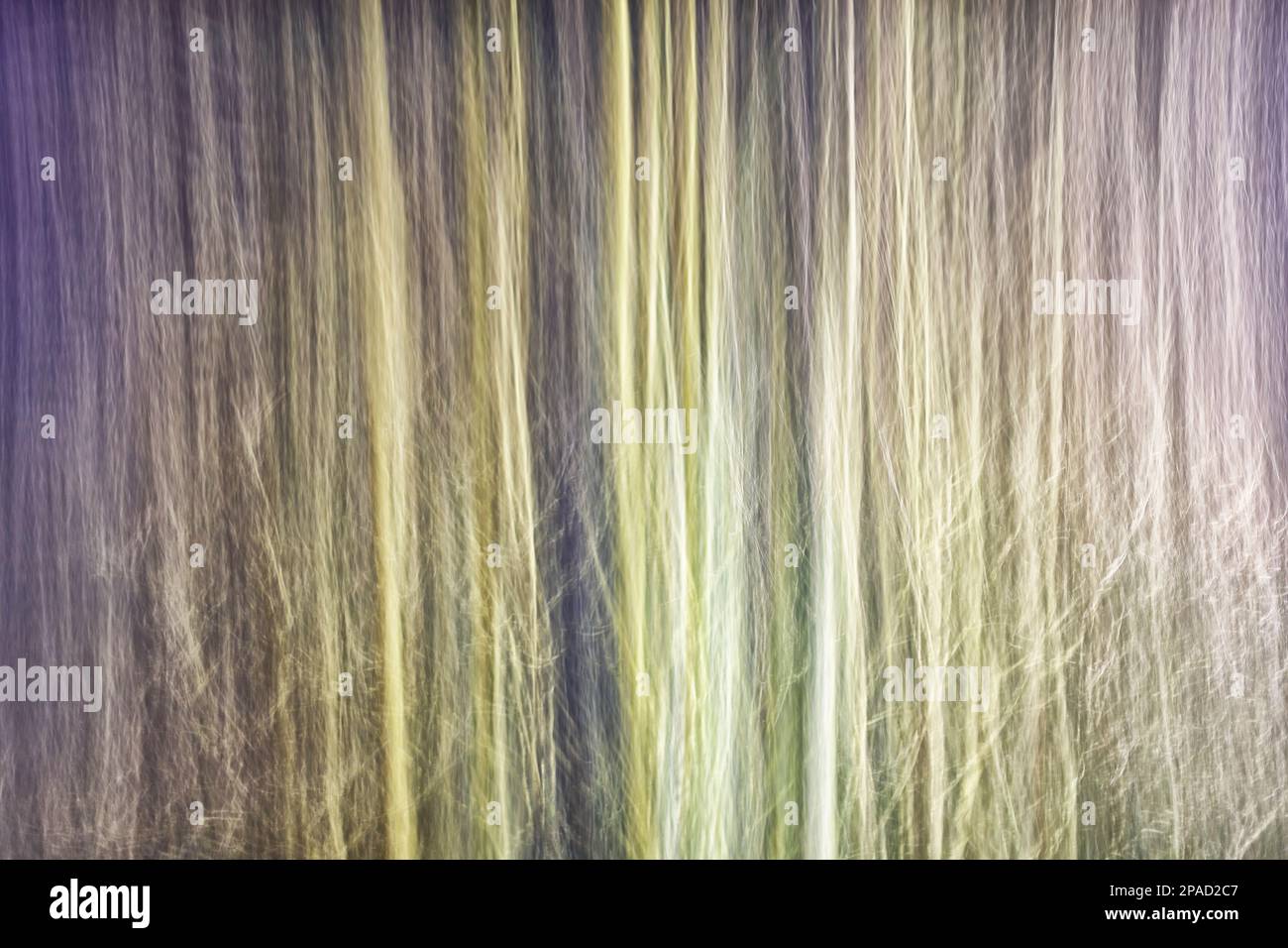 Motion abstract created by taking a photograph of young trees at night ...