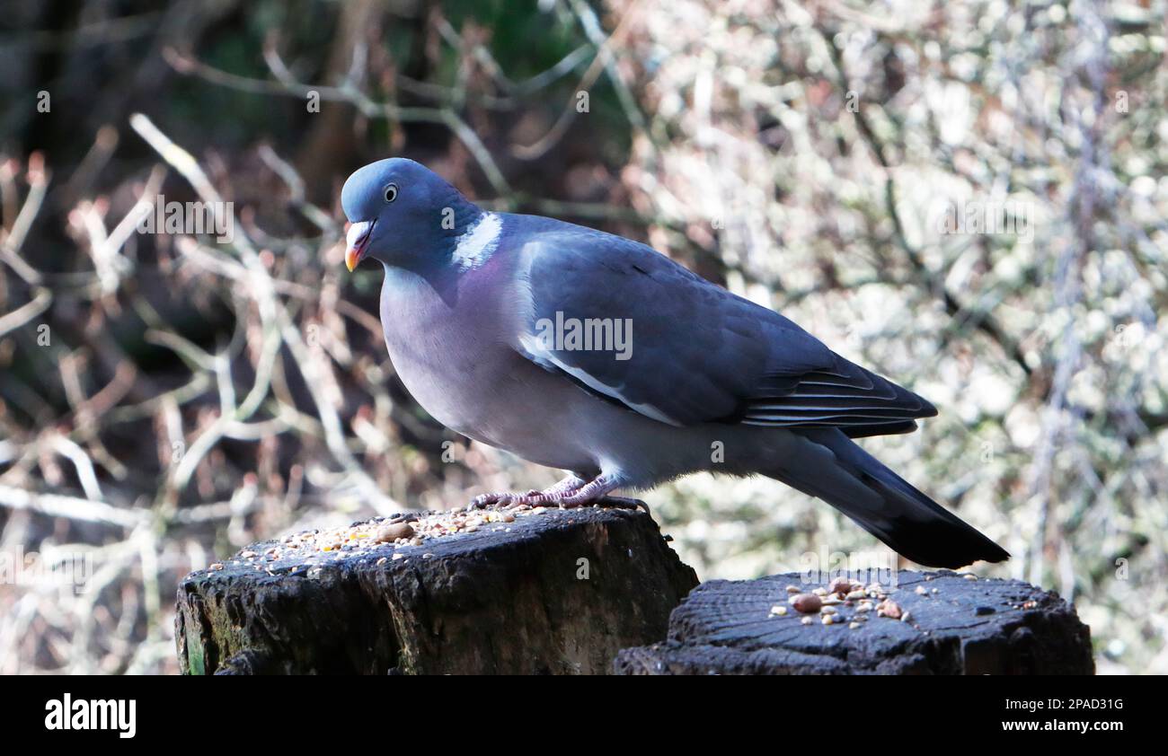 Wood Pidgeon (Columba palumbus) sitting on a tree stump Stock Photo - Alamy