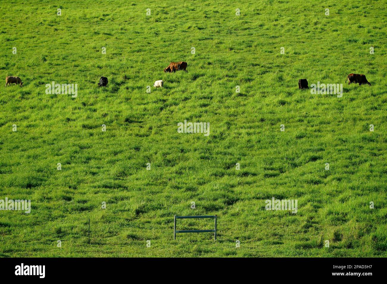 Green tropical pastures with cattle grazing on the lush green grass in ...