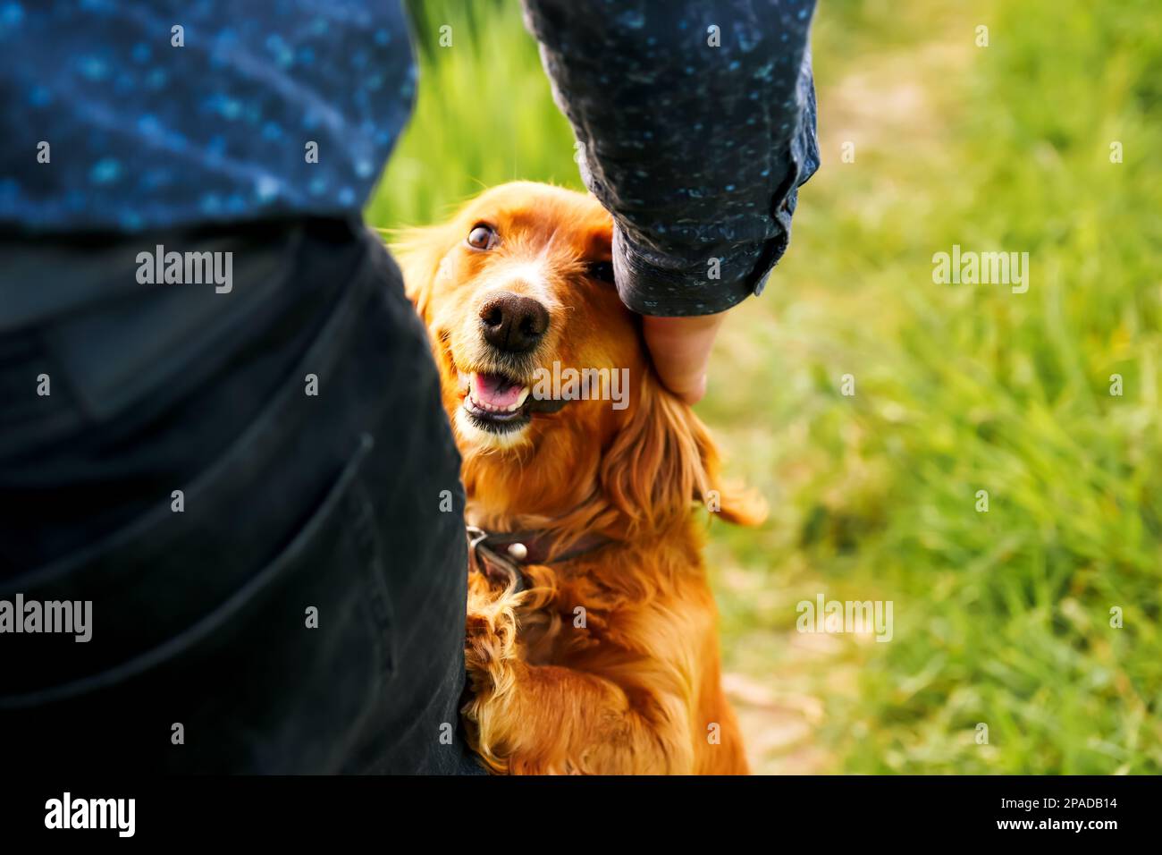 Orange spaniel. Hand caressing cute homeless dog with sweet looking ...