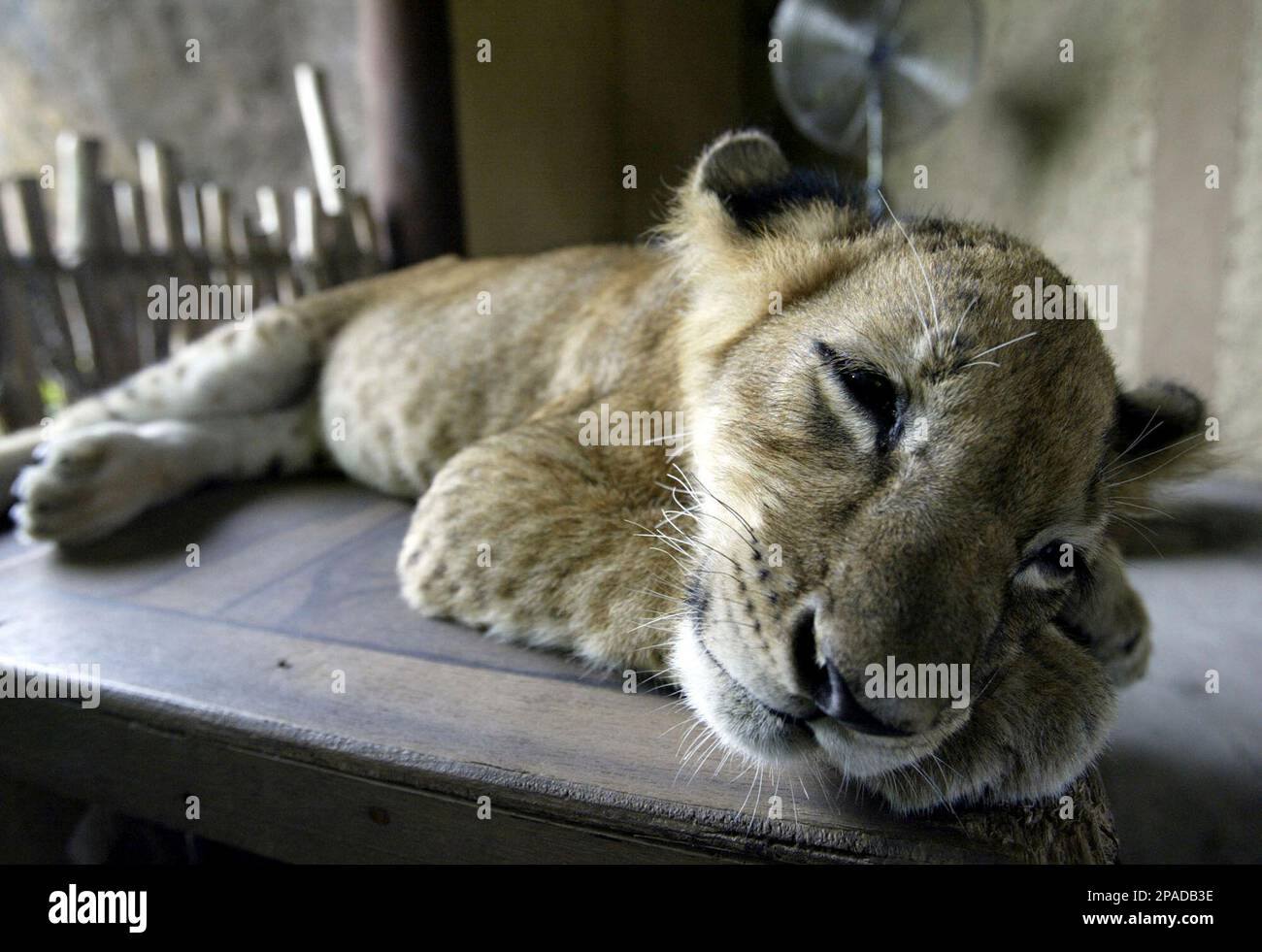 Three-month-old African lion cub Chibi lays on a box at Safari Zoo in ...