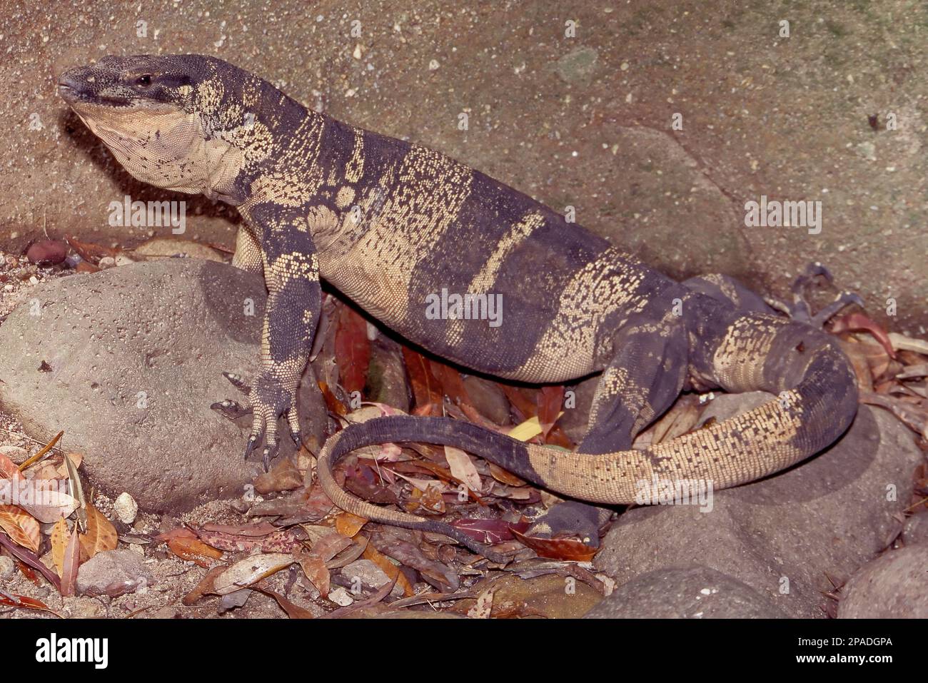 Close up of Australian Lace Monitor Stock Photo - Alamy